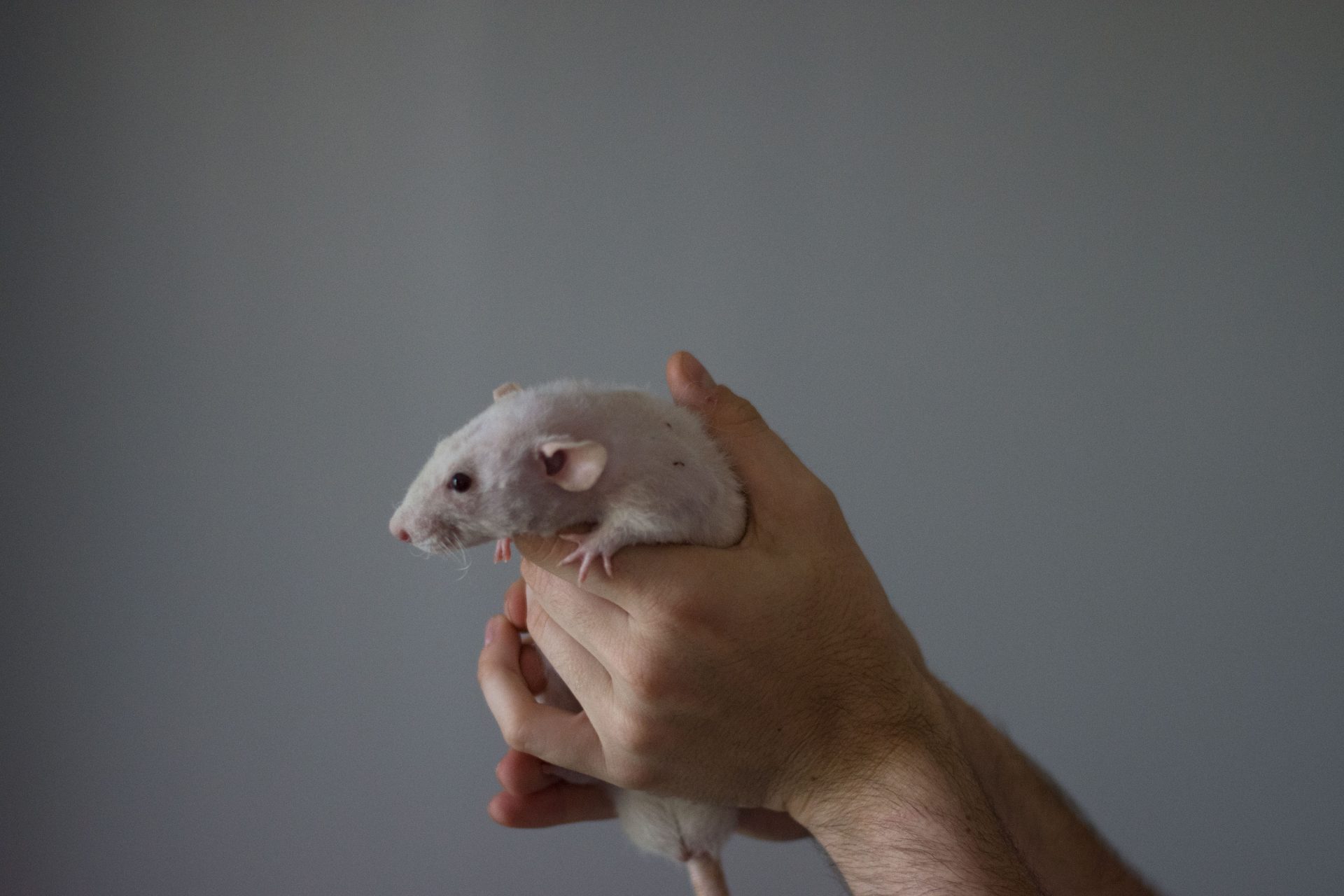 PROF Pets: Egg, Frankie and Gandalf - Rowan Blog