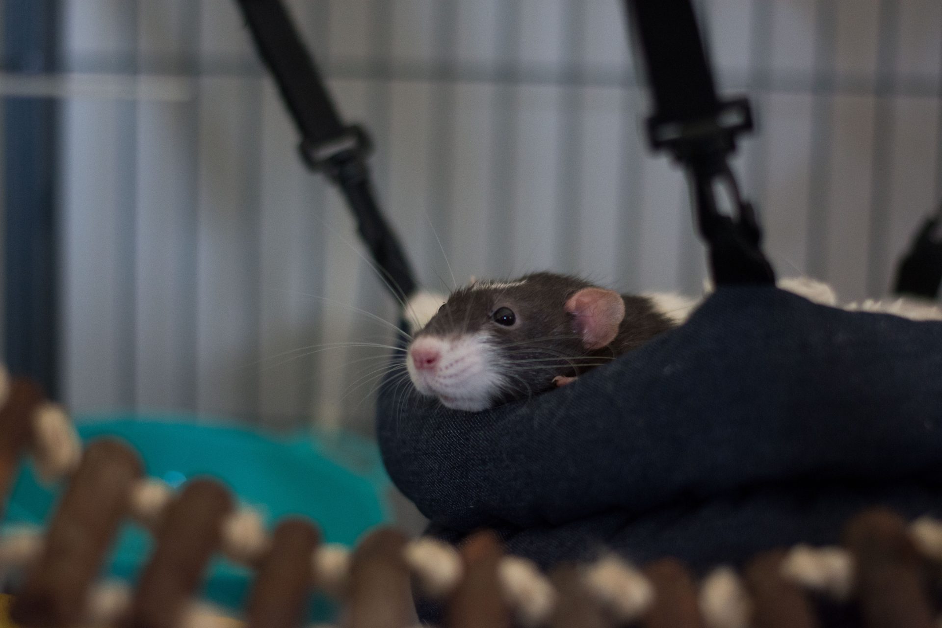 PROF Pets: Egg, Frankie and Gandalf - Rowan Blog